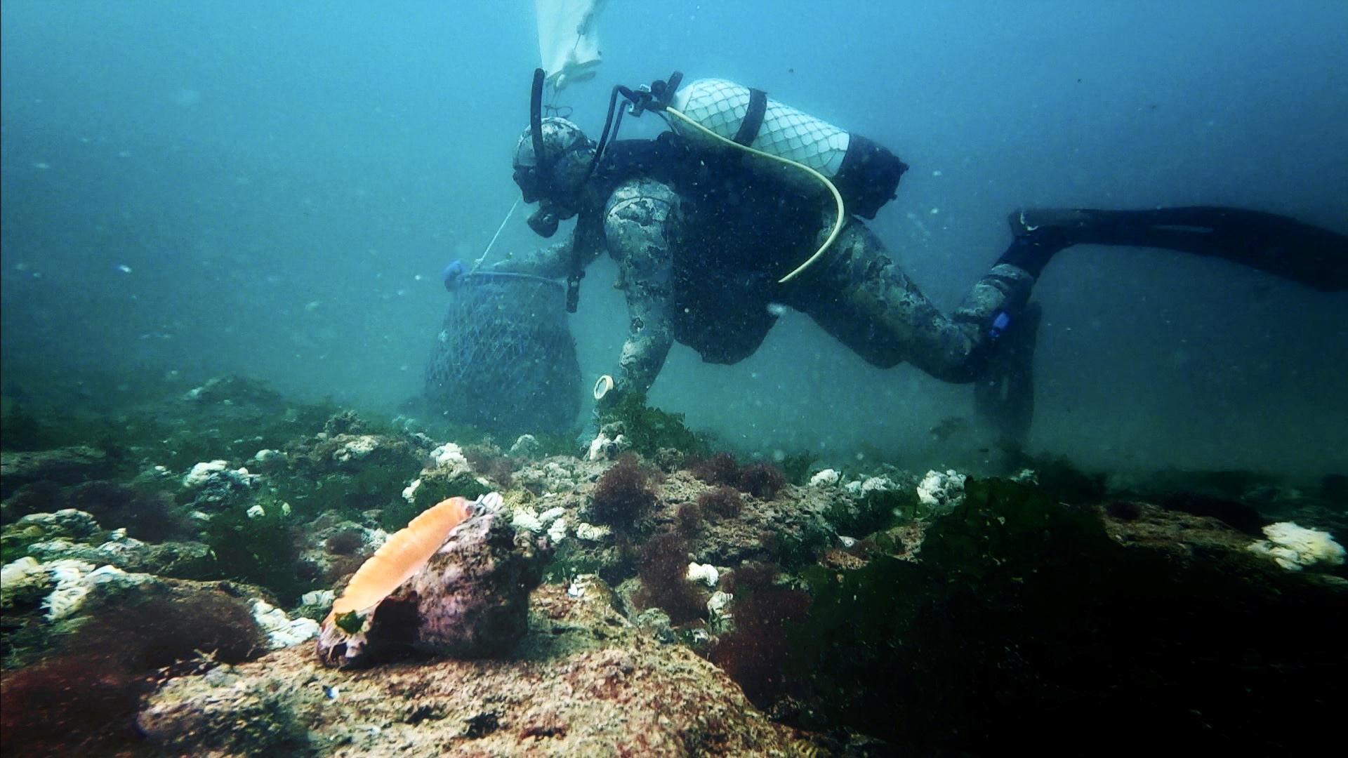 The Black Sea predators helping local fishing communities thrive ...